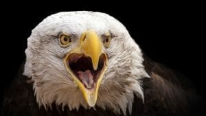 How Far Can Eagles See? A Detailed Overview Of Their Unique Vision 2025