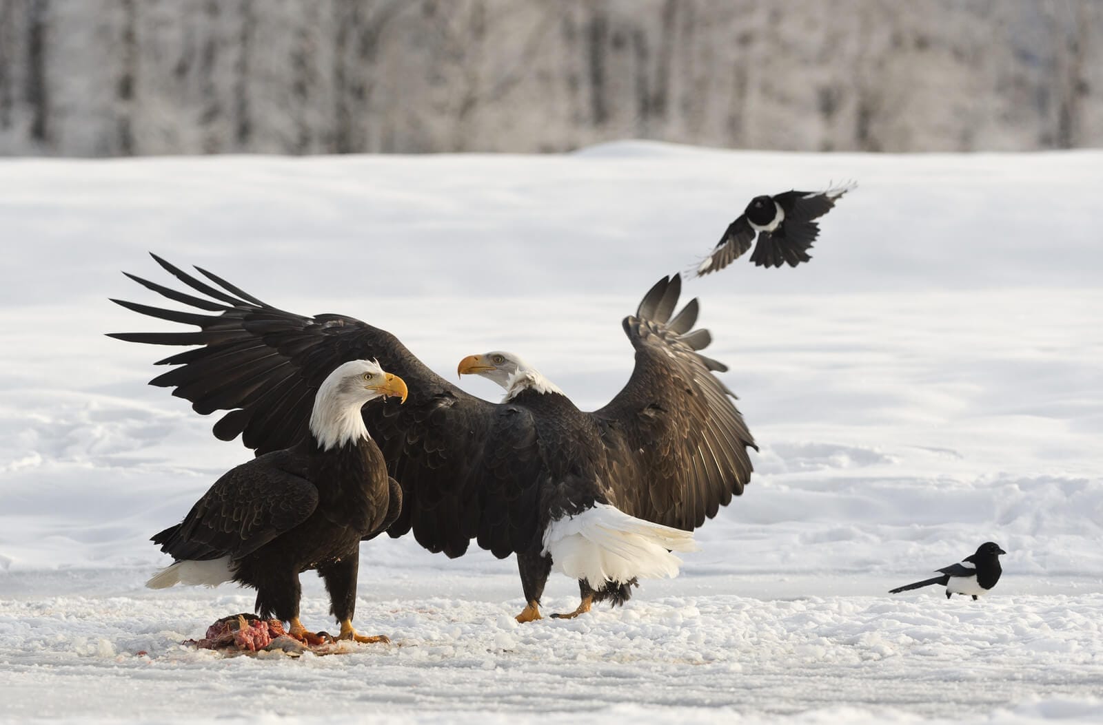 Decoding The Enigma: Do Eagles Recognize Their Offspring? An In-Depth ...